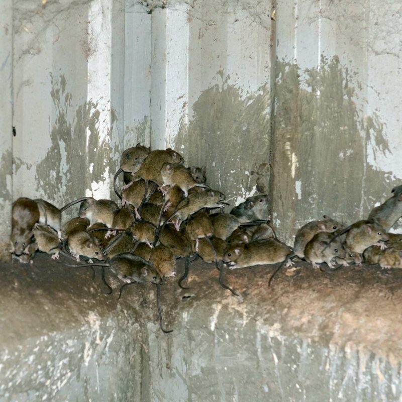 SAHMRI | World-first technology to prevent mouse plagues